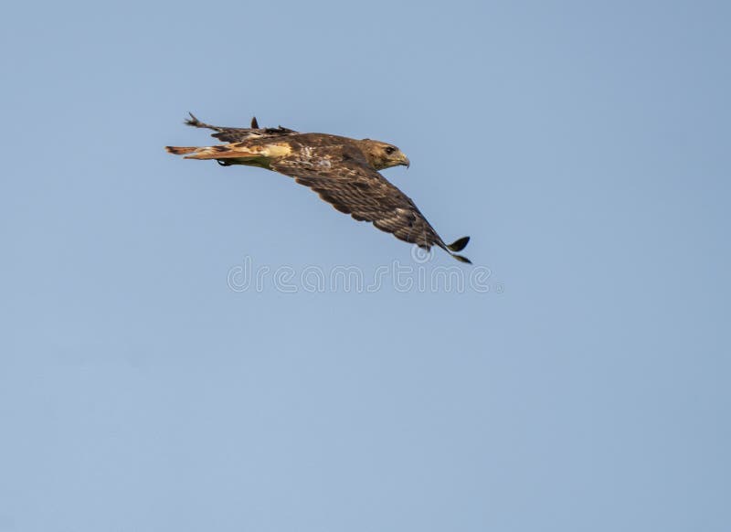Swainson Hawk Prairie stock image. Image of bird, wild - 228526863