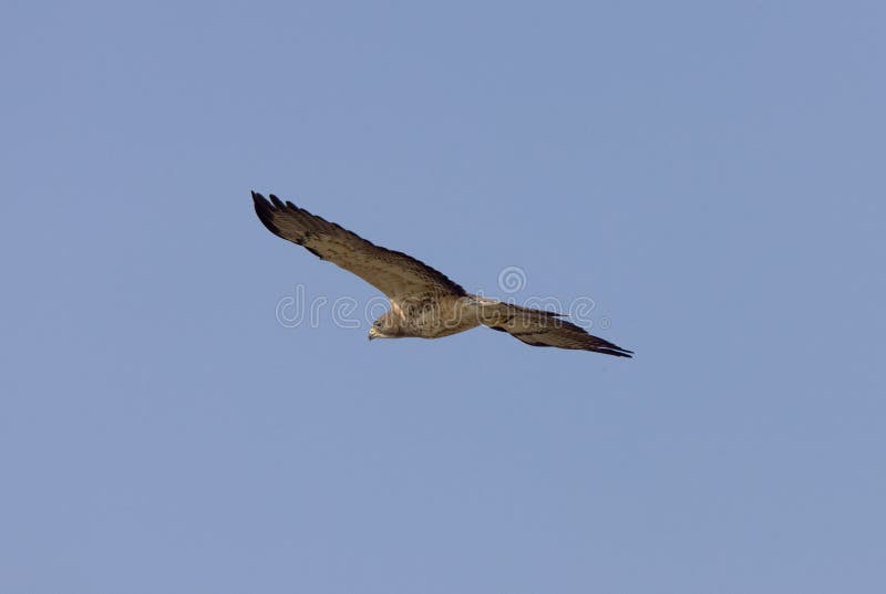 Swainson Hawk Prairie stock image. Image of wings, wild - 120236349