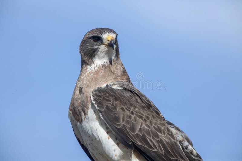 Swainson Hawk Saskatchewan stock image. Image of hawk - 205919499