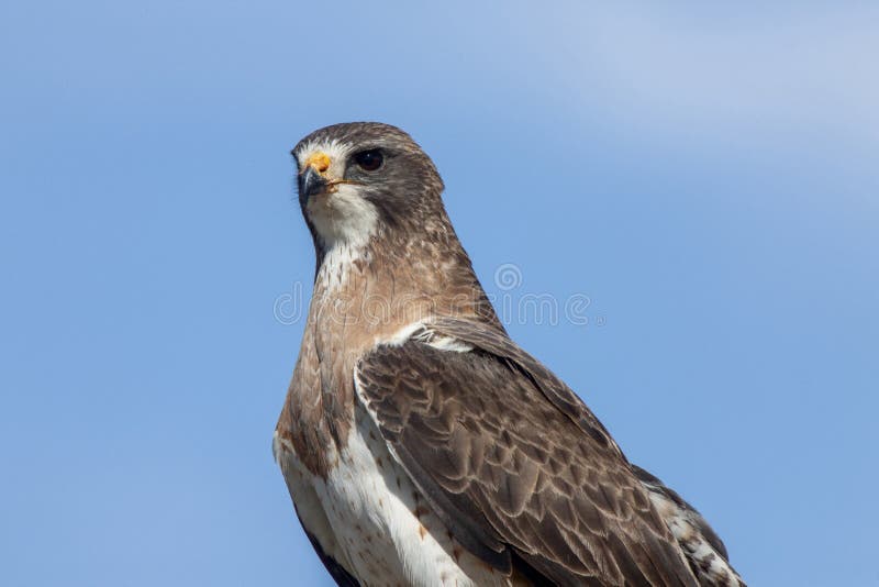Swainson Hawk Saskatchewan stock photo. Image of hunter - 205919504