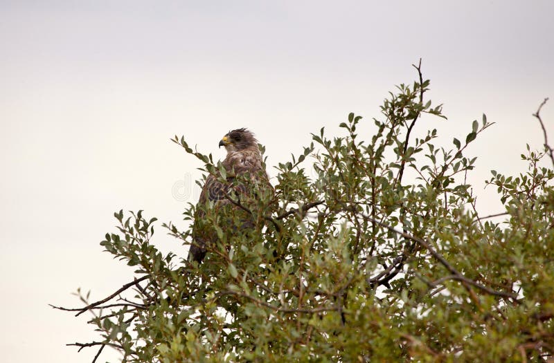 Swainson Hawk Saskatchewan stock image. Image of raptor - 101889595