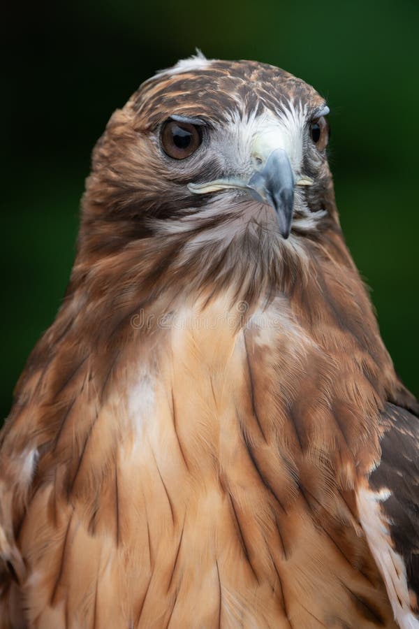 Close Up Image of a Swainson`s Hawk. Stock Photo - Image of camera ...
