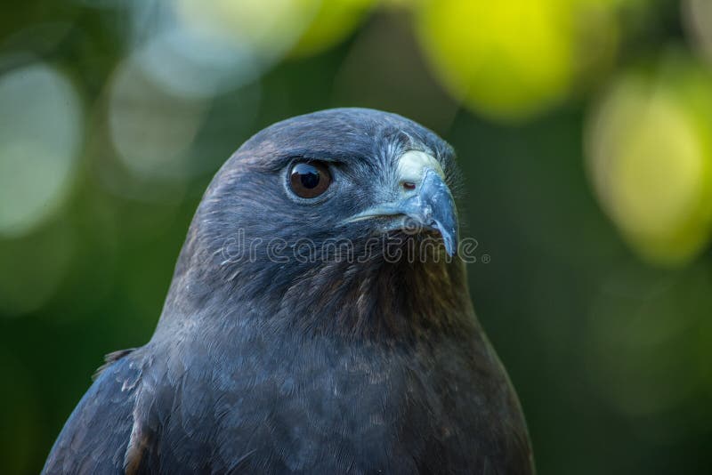 Swainson s Hawk Front stock image. Image of birdofprey - 57046233