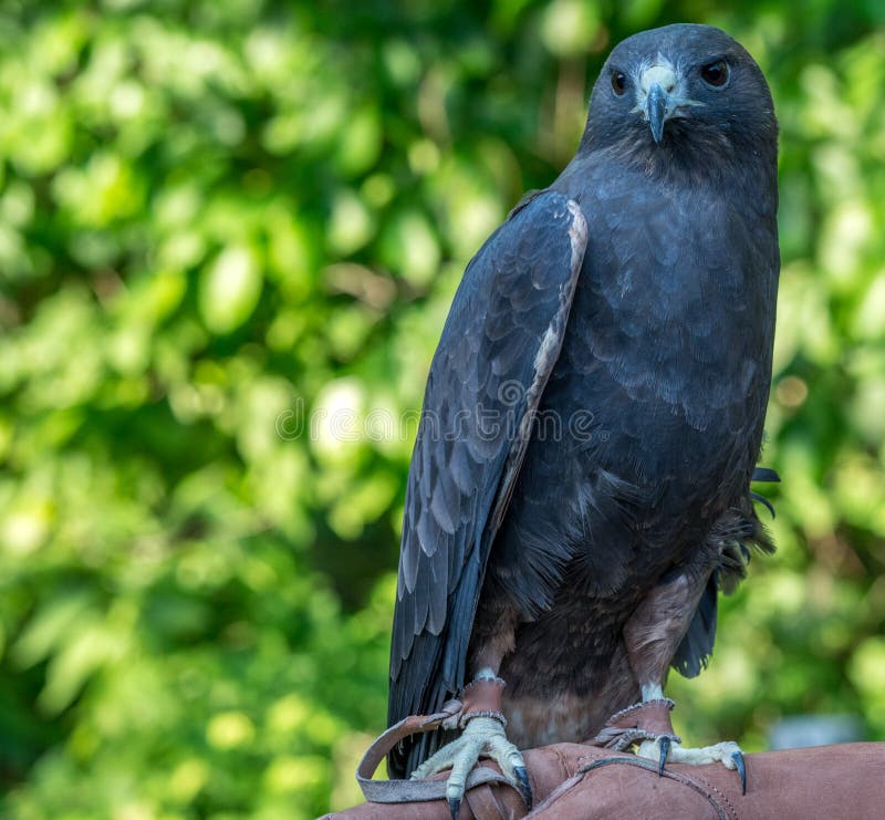 Swainson S Hawk with Handler Stock Photo - Image of ecosystem, raptor ...