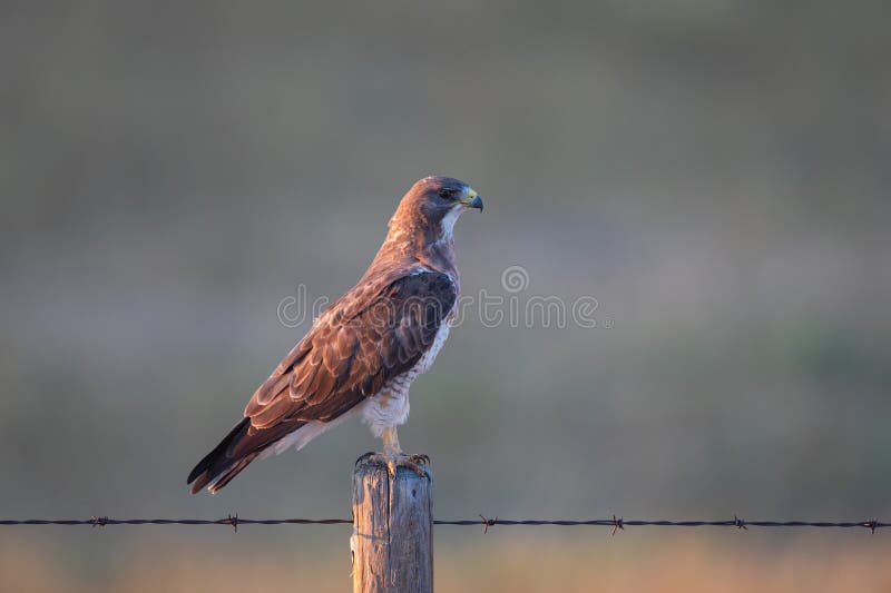 Swainson s Hawk stock image. Image of raptor, closeup - 312940487