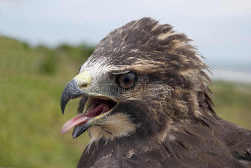 Swainson s Hawk portrait stock photo. Image of hunter - 23936626