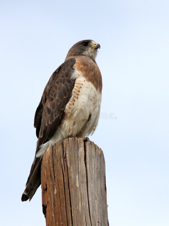 Swainson s Hawk on a Post stock image. Image of outdoors - 47444753