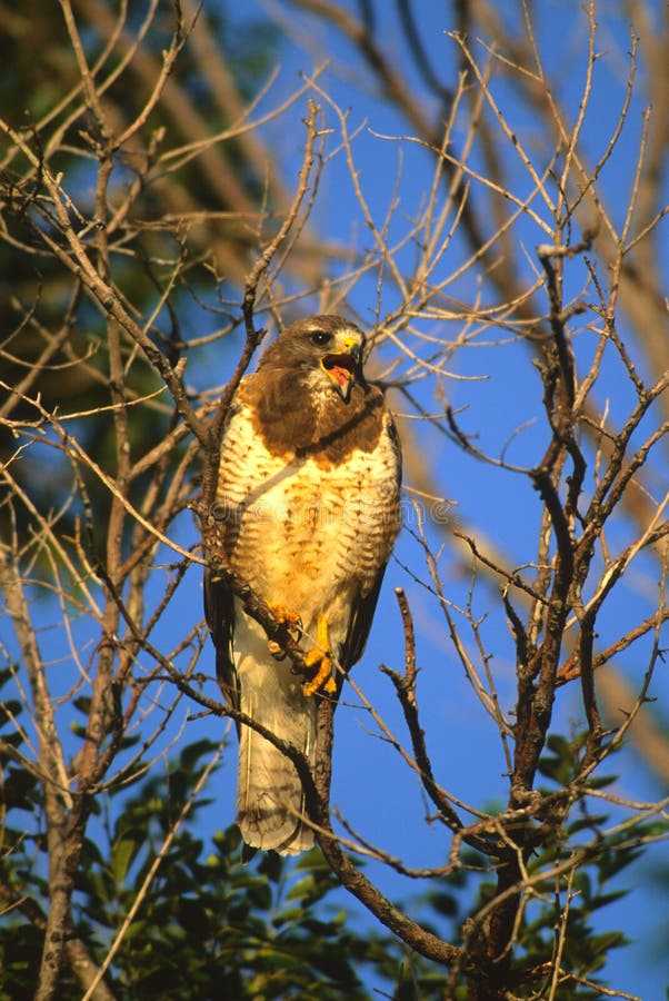Swainson s Hawk Screeching stock image. Image of hunter - 10171557