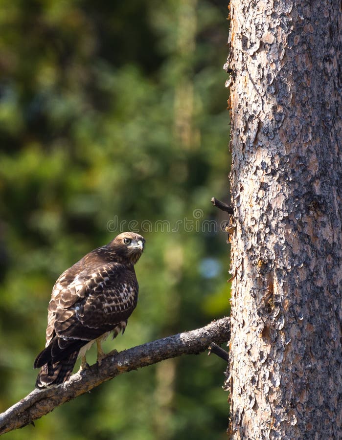 Swainson`s Hawk stock photo. Image of buteo, swainsons - 99398912