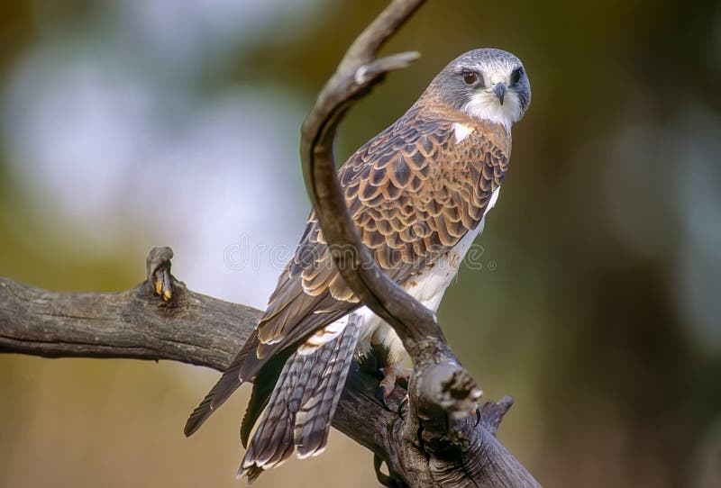 Swainson`s Hawk on Tree Branch Stock Photo - Image of swainsoni ...