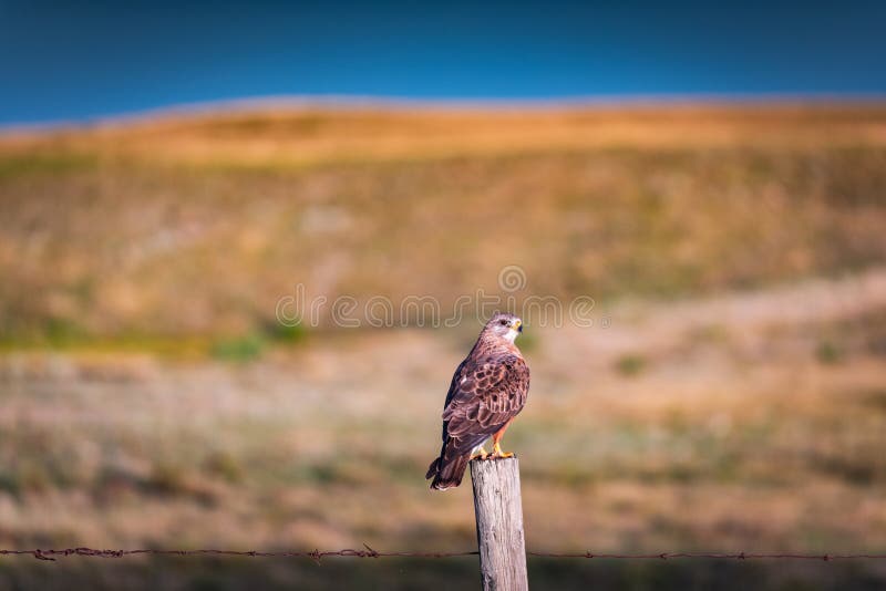 Swainson s Hawk stock photo. Image of alberta, bird - 388242932