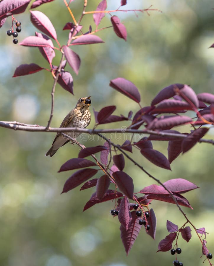 Swainson`s Thrush in the Chokecherry Stock Image - Image of alaska ...