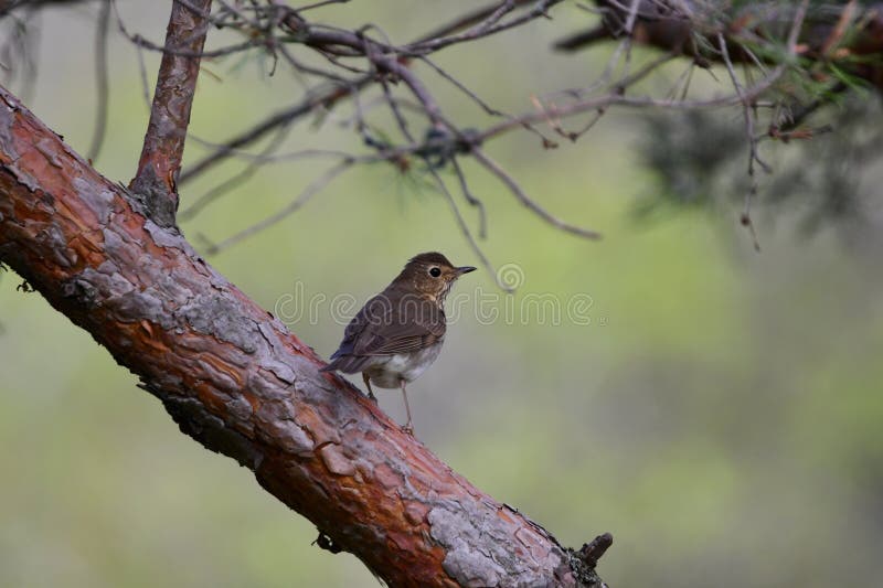 Swainson S Thrush Bird in Forest Stock Image - Image of feathers ...