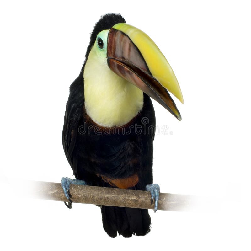Horned toucan stock photo. Image of flight, wings, brazil - 915560