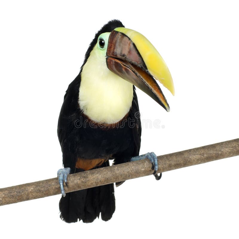 Toucan front view stock photo. Image of iguazu, wood - 84257182