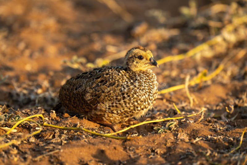 Swainson Spurfowl Chick on Sand Watching Camera Stock Photo - Image of ...