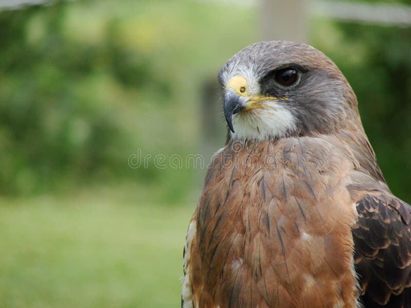 Swainsons Hawk stock photo. Image of raptor, carnivore - 3194162