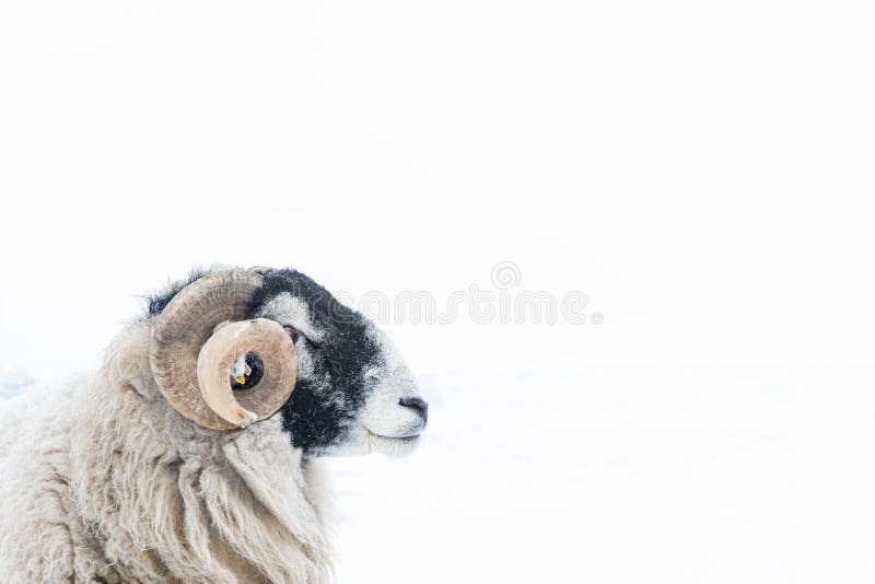 134 Ram Side Profile Stock Photos - Free & Royalty-Free Stock Photos ...