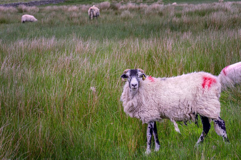 Swaledale Sheep in a Field in County Durham, England Stock Photo ...