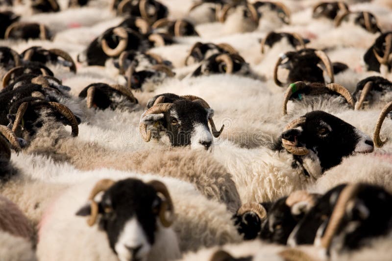 Swaledale sheep in pen stock image. Image of market, wool - 4381555