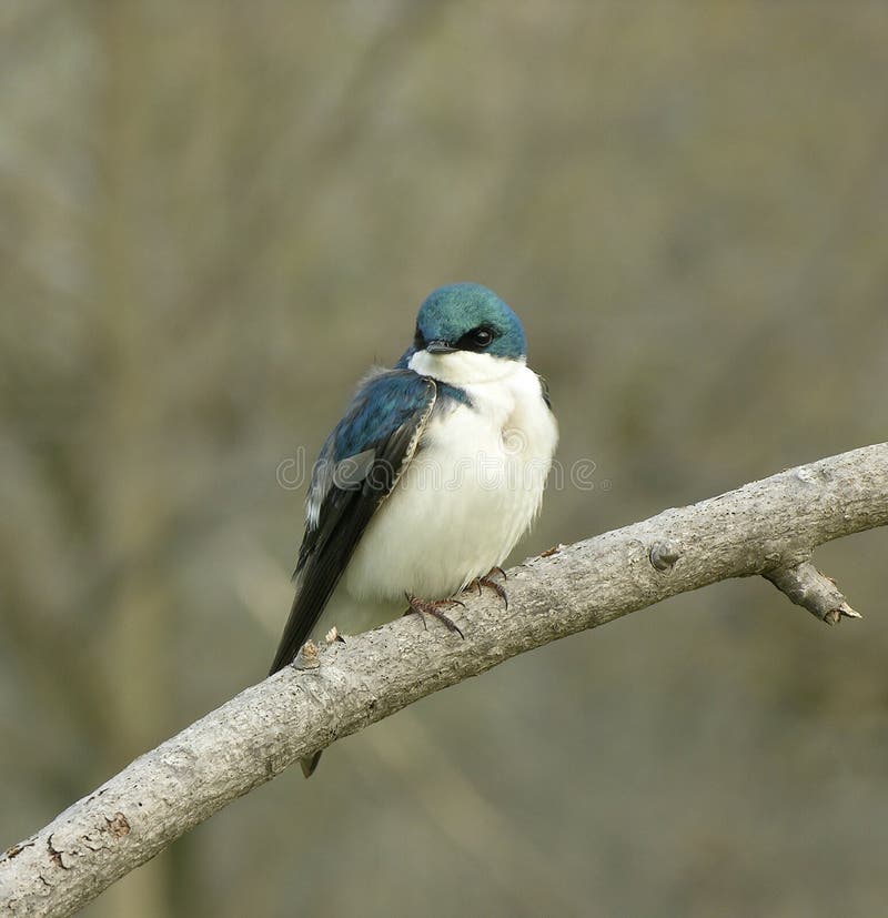 Swallow 1 stock image. Image of bird, swallow, branch, tree - 108229