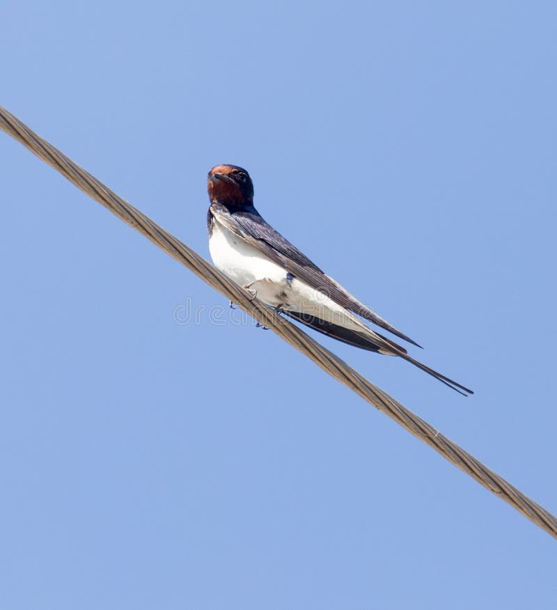 Swallow Bird on the Electric Wire Stock Photo - Image of group, yellow ...