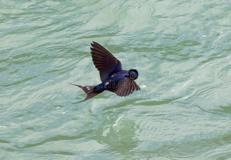 A Swallow Bird Flies Over the Water. Stock Image - Image of blue ...