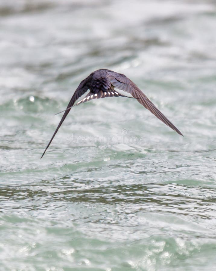 A Swallow Bird Flies Over the Water. Stock Photo - Image of head ...