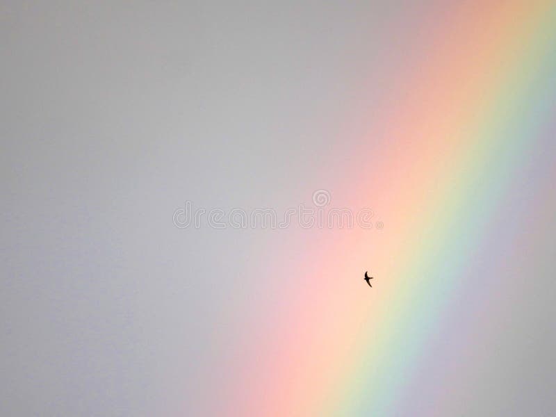 Through the rainbow stock photo. Image of summer, morning - 248318286