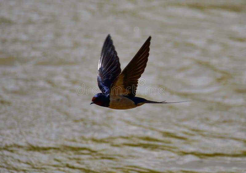 Swallow Bird in Flight Over the Water Stock Photo - Image of swallow ...