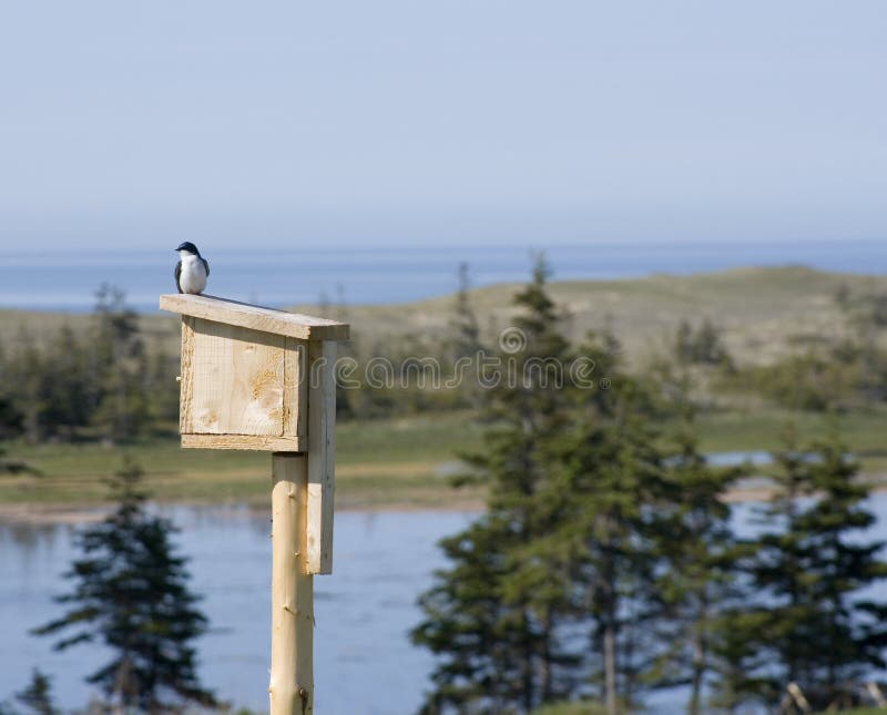 Swallow on a Bird House stock image. Image of atlantic - 14741733