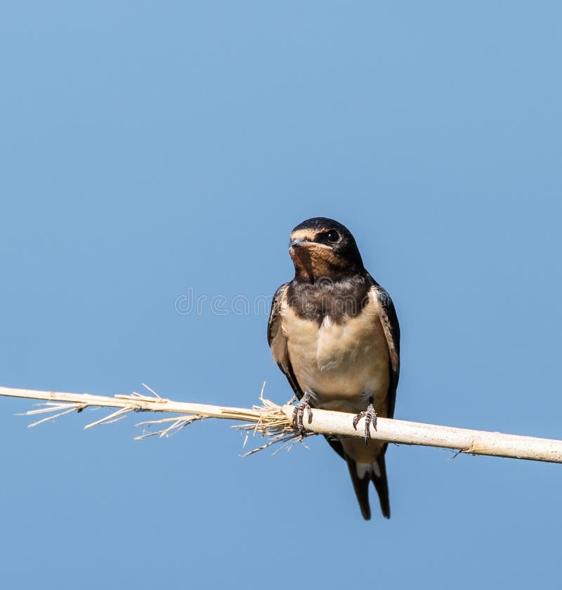 Swallow bird perched stock photo. Image of hirundo, rustica - 85224846