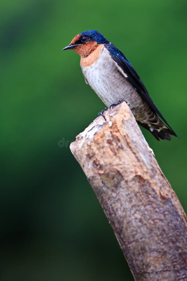 Swallow Bird Sitting on a Branch Stock Photo - Image of asia, rain ...