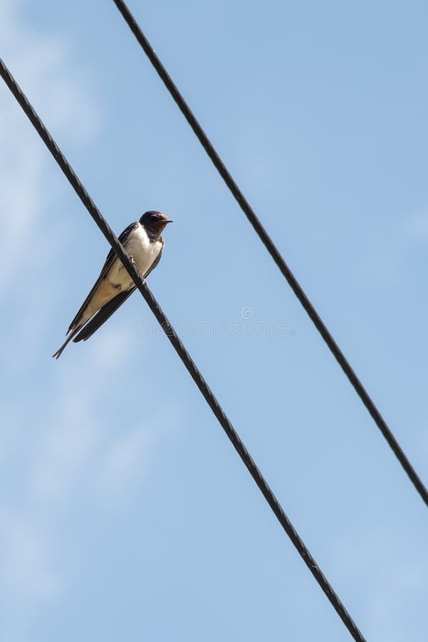 Swallow Bird Sitting and Resting on Electric Cables Stock Photo - Image ...