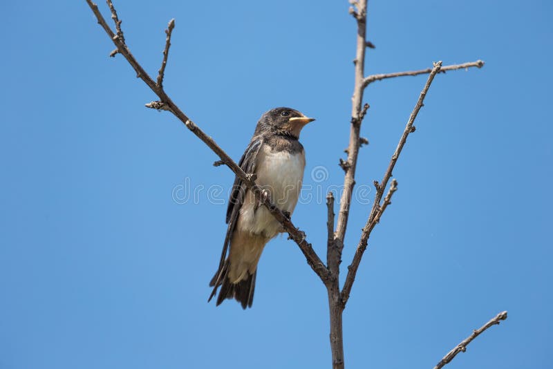 Swallow Bird on Tree Branch Stock Image - Image of wild, rustica: 99215387