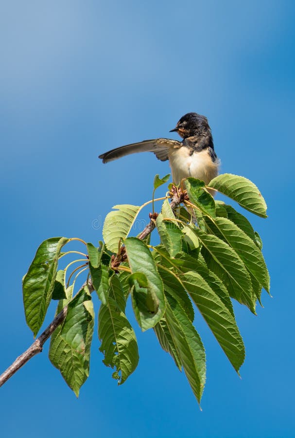 319 Bird Pointing Wing Stock Photos - Free & Royalty-Free Stock Photos ...