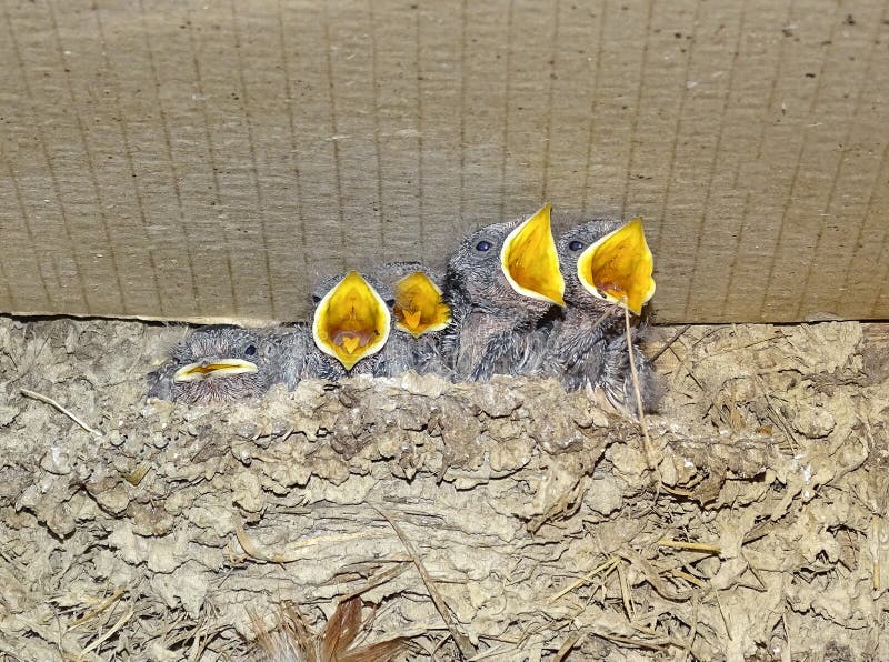 Swallow Chick with Open Mouth in Nest. in Maramures County, Romania ...