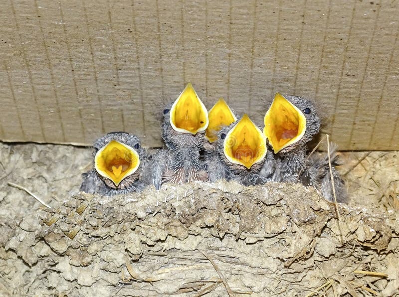 Swallow Chick with Open Mouth in Nest. in Maramures County, Romania ...