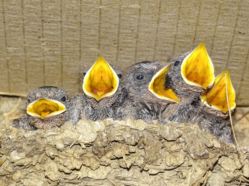 Swallow Chick with Open Mouth in Nest. in Maramures County, Romania ...