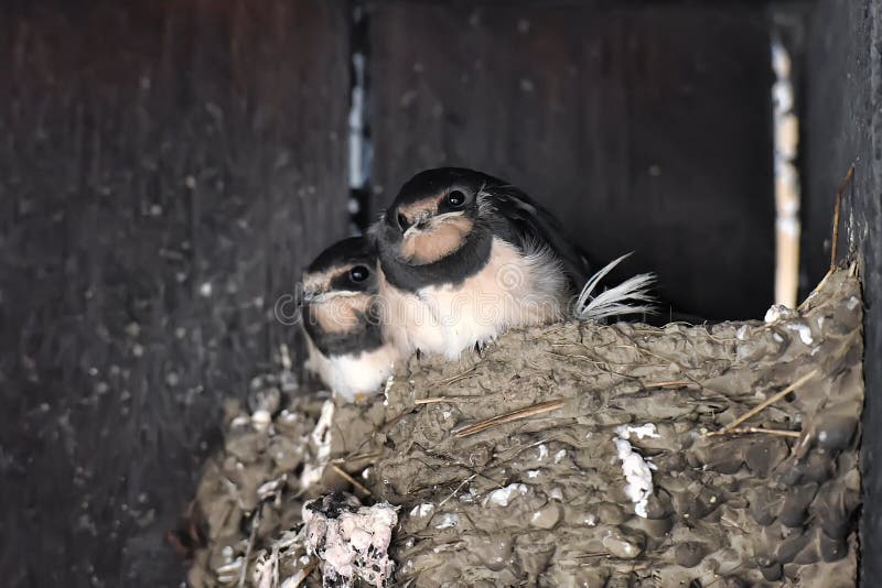 Swallow chicks stock image. Image of passerine, forked - 57691781