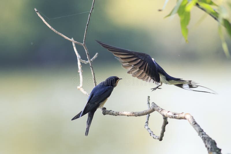 Swifts Bird Baby Stock Photos - Free & Royalty-Free Stock Photos from ...