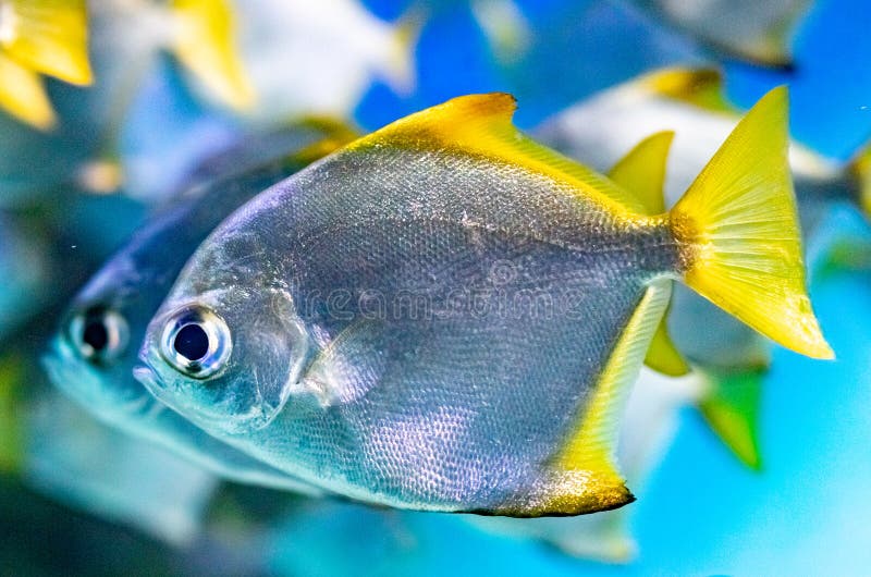 Swallow Fish in the Aquarium. Monodactylus Argenteus. Stock Image ...