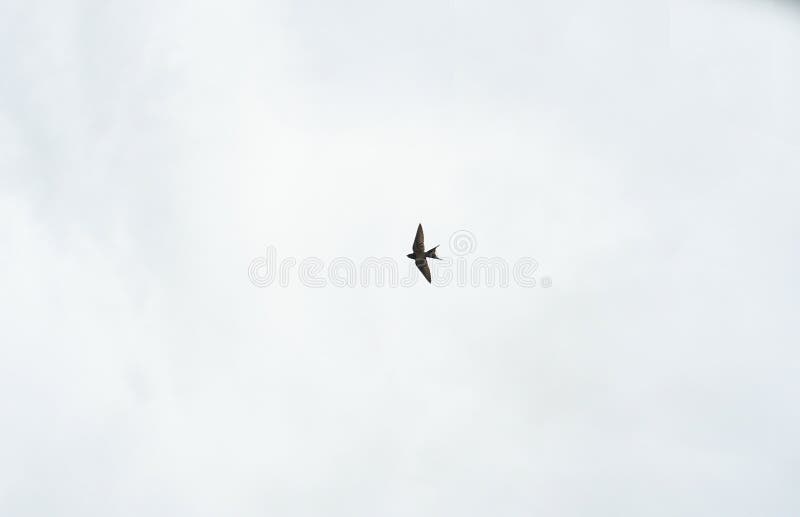A swallow flew in the sky stock image. Image of swallow - 323877985