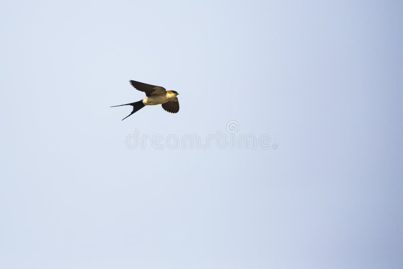A Swallow Flying in the Sky Stock Image - Image of wildlife, gambia ...