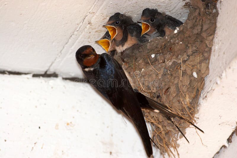 Baby Barn Swallow Landed on the Ground, Hirundo Rustica Stock Image ...