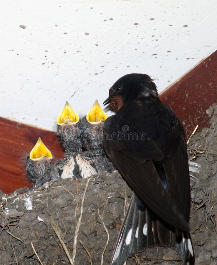 Swallow, Hirundo Rustica, Feeding Young in Nest Stock Photo - Image of ...