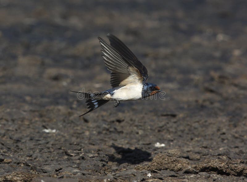 Swallow, Hirundo rustica stock image. Image of nature - 34291027