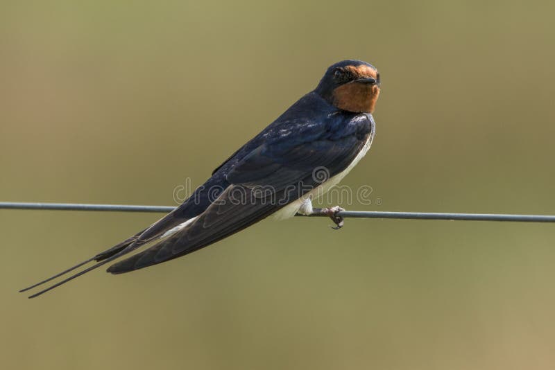 Swallow, Hirundo Rustica. Insect Catcher Stock Image - Image of water ...