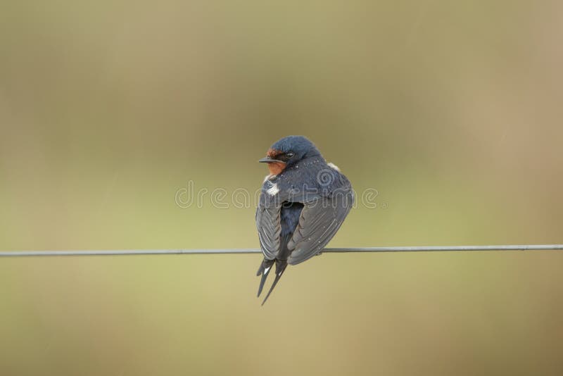 Swallow, Hirundo Rustica. Insect Catcher Stock Photo - Image of farm ...