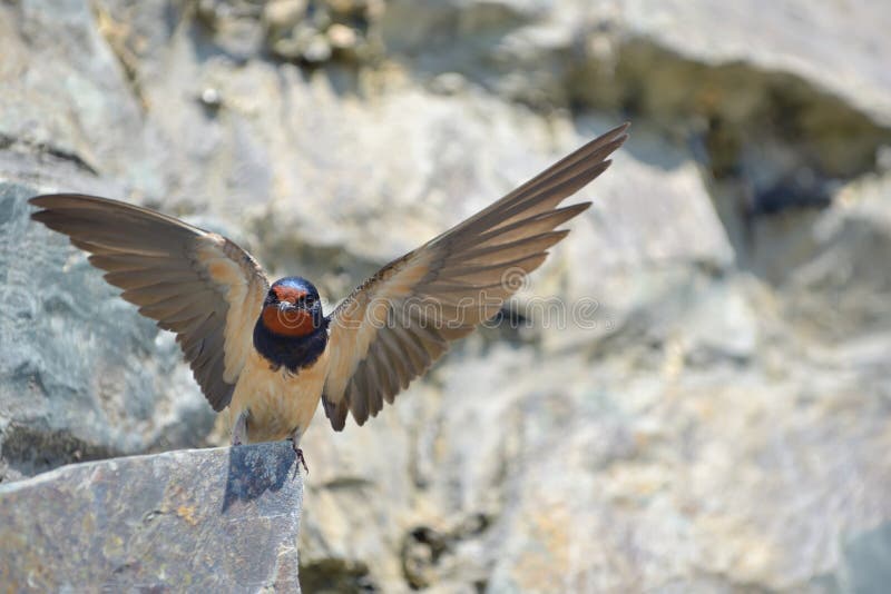 Swallow, Hirundo rustica stock image. Image of hirundo - 94297057